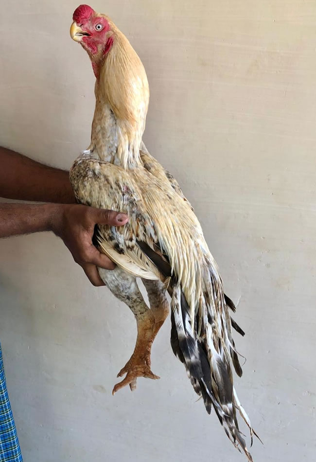 Parrot Beak Aseel: A Complete Guide to This Unique and Majestic Chicken ...