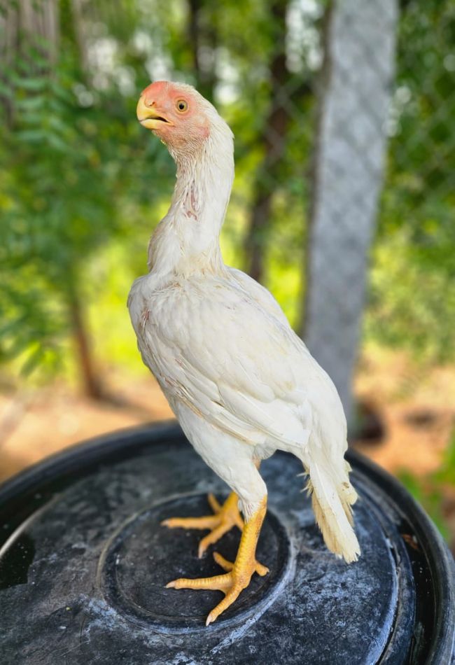Parrot Beak Aseel Chicks