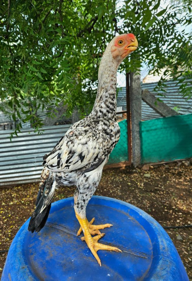 Parrot Beak Aseel Chicks