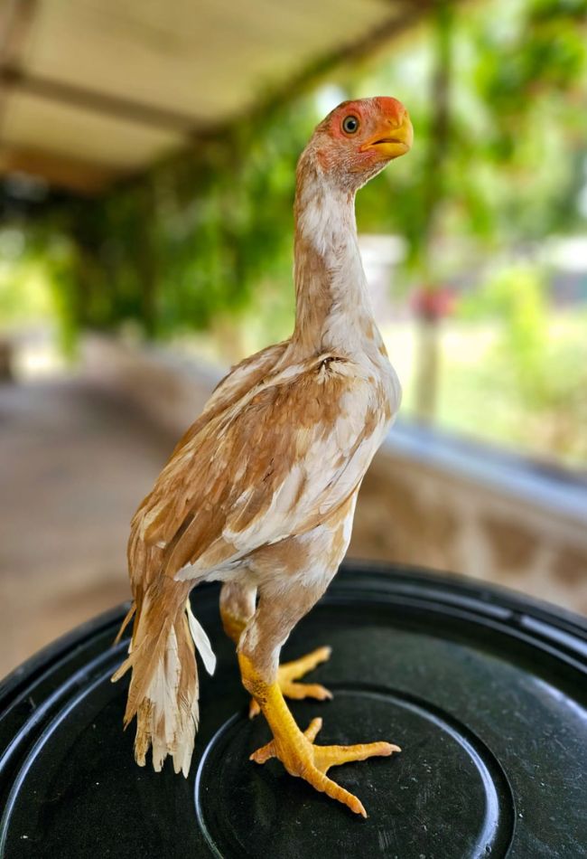 Parrot Beak Aseel Chicks