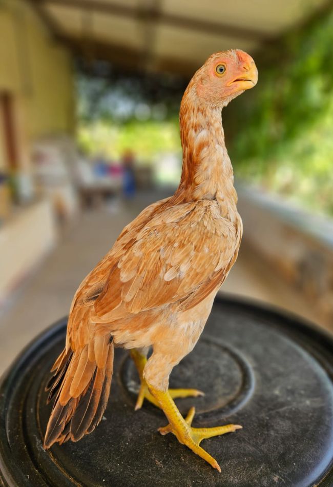 Parrot Beak Aseel Chicks