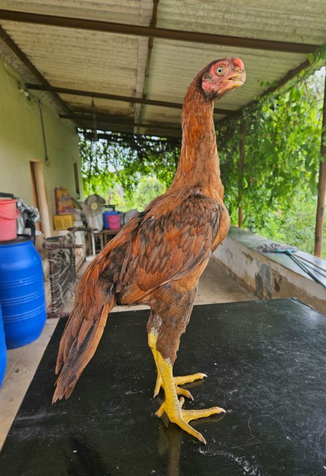 Parrot Beak Aseel Chicks