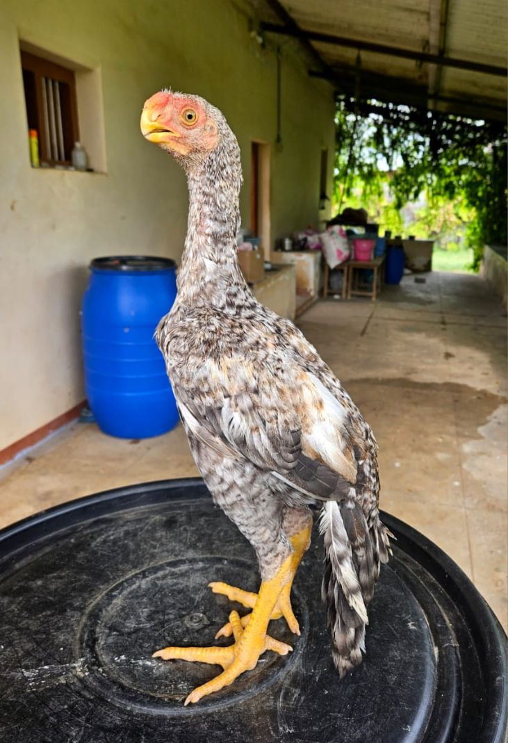 Parrot Beak Aseel Chicks