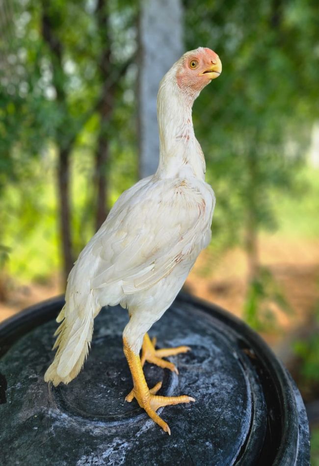 Parrot Beak Aseel Chicks