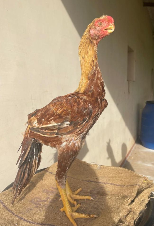 Parrot Beak Aseel Chicks