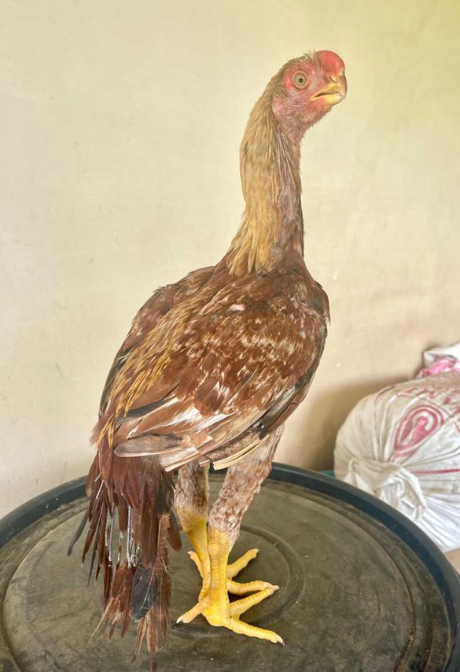 Parrot Beak Aseel Chicks