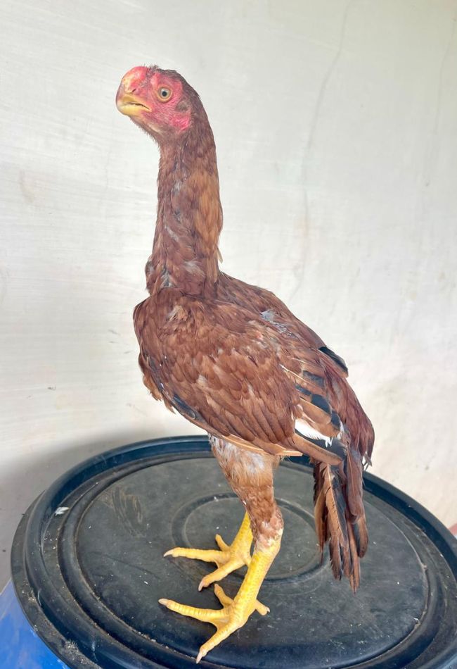 Parrot Beak Aseel Chicks