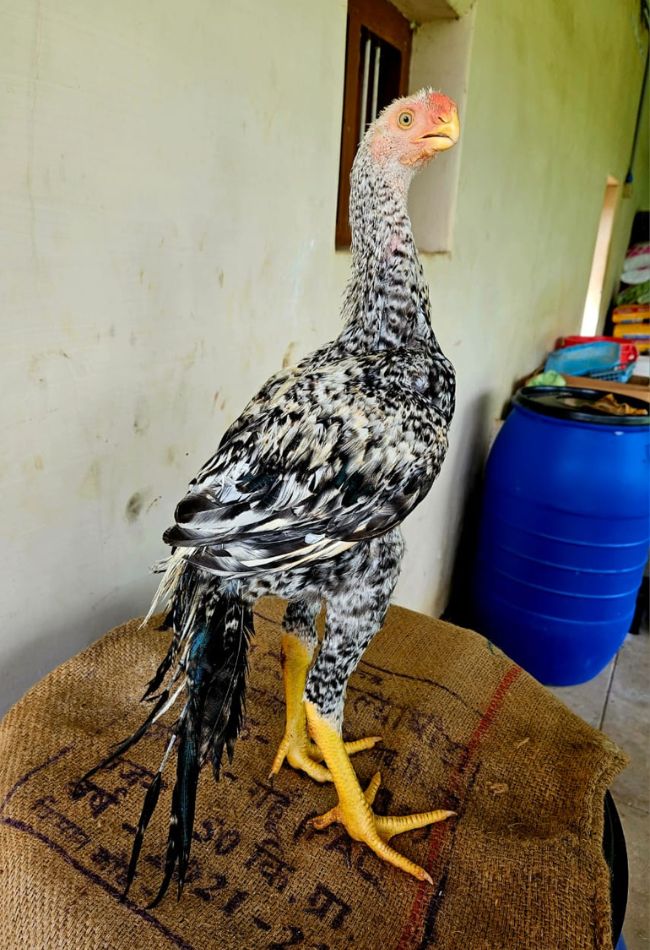 Parrot Beak Aseel Chicks