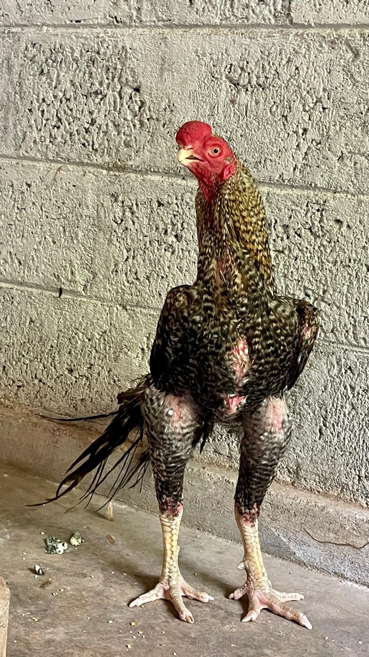 Parrot Beak Aseel: A Complete Guide to This Unique and Majestic Chicken ...