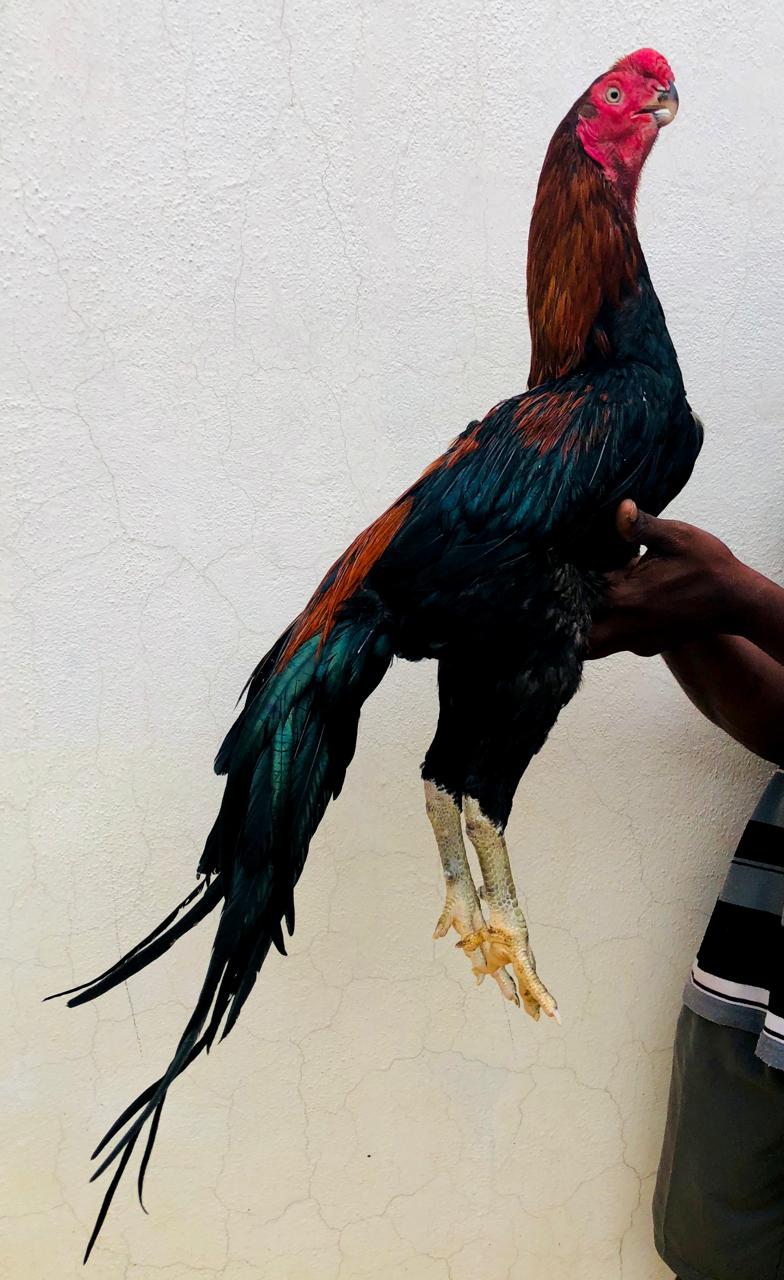 Parrot Beak Aseel: A Complete Guide to This Unique and Majestic Chicken ...