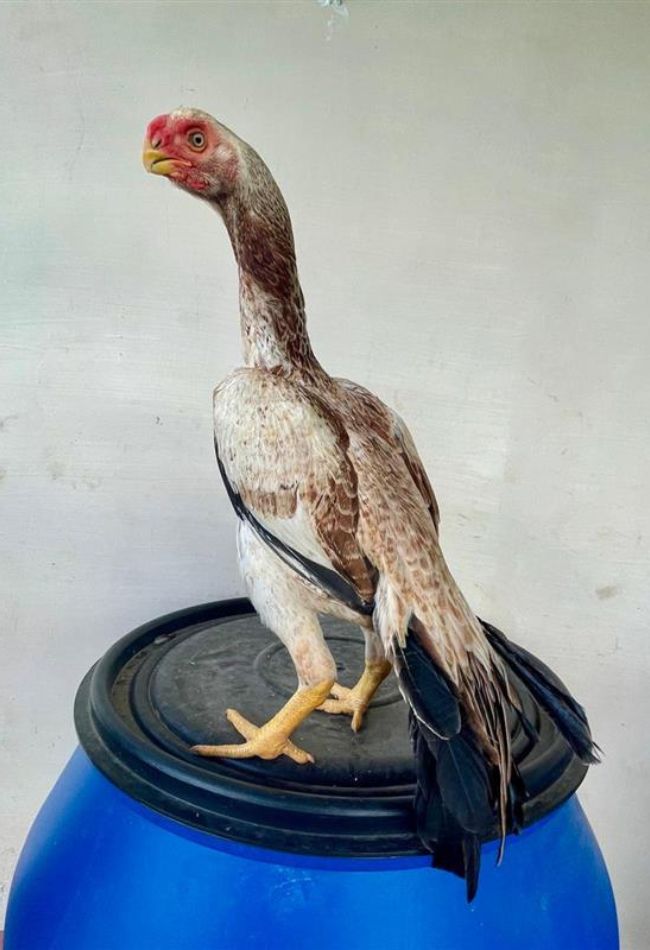 Parrot Beak Aseel: A Complete Guide to This Unique and Majestic Chicken ...