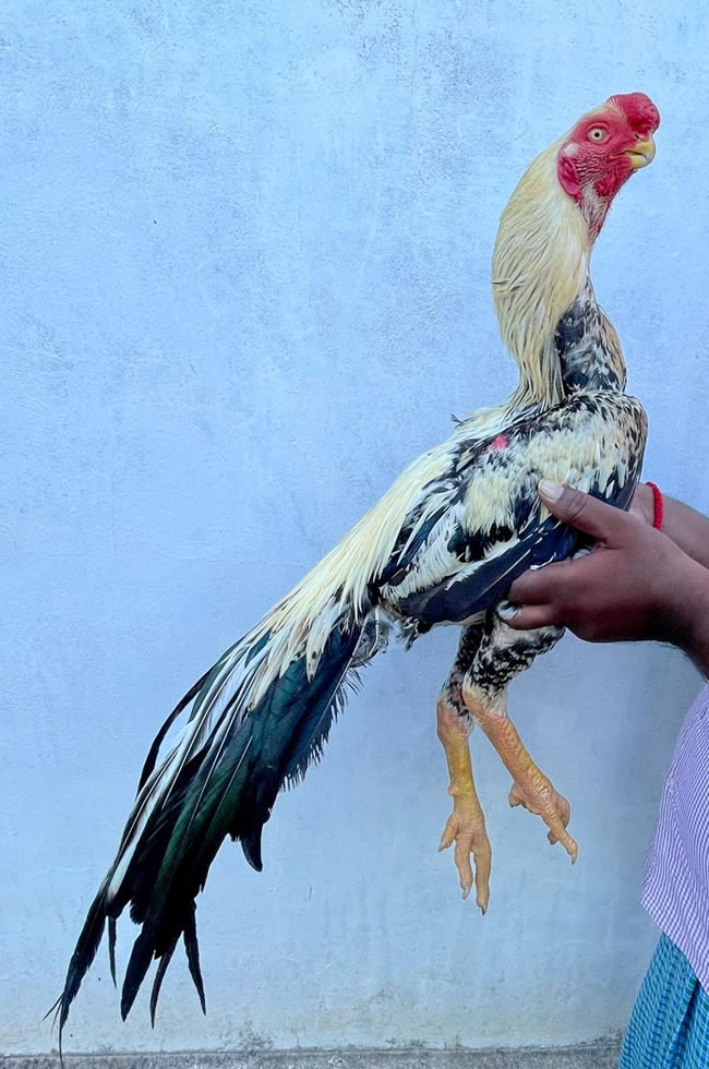 Parrot Beak Aseel: A Complete Guide to This Unique and Majestic Chicken ...