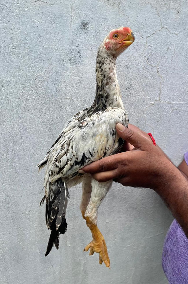 Parrot Beak Aseel: A Complete Guide to This Unique and Majestic Chicken ...
