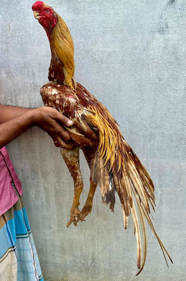 Parrot Beak Aseel: A Complete Guide to This Unique and Majestic Chicken ...