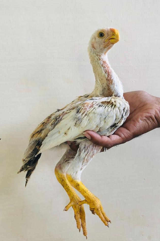 Parrot Beak Aseel: A Complete Guide to This Unique and Majestic Chicken ...
