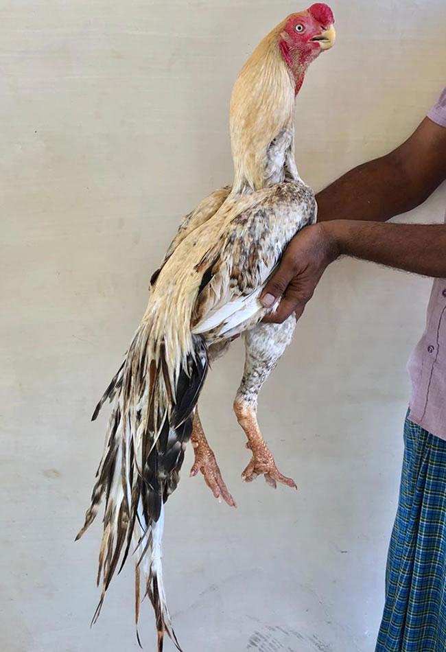 Parrot Beak Aseel: A Complete Guide to This Unique and Majestic Chicken ...