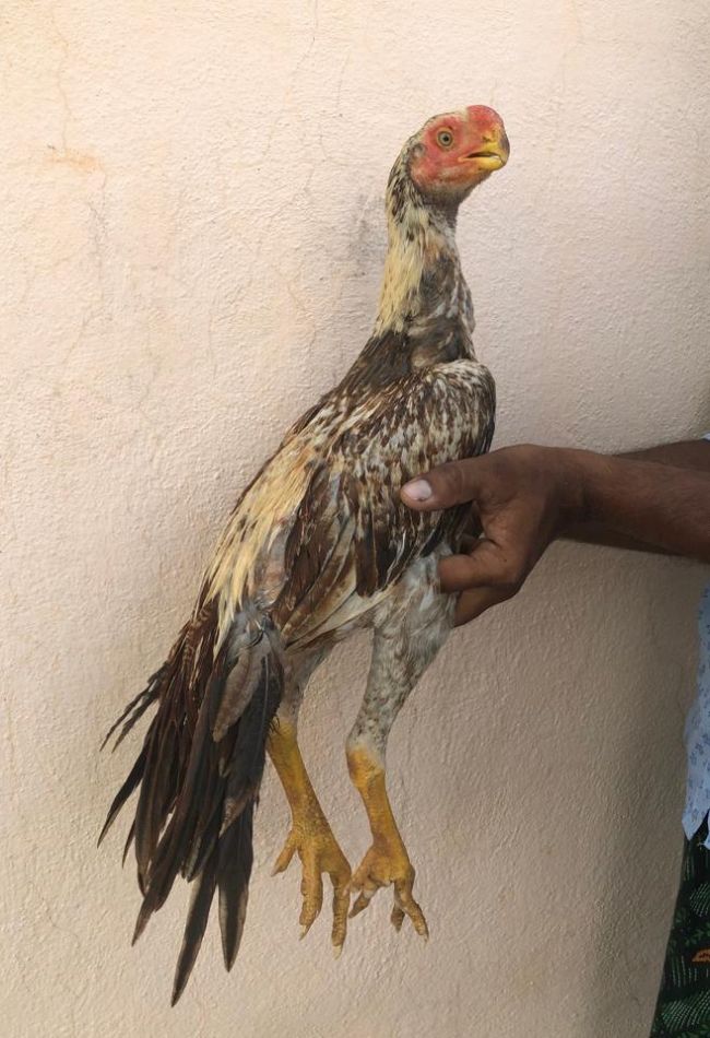 Parrot Beak Aseel: A Complete Guide to This Unique and Majestic Chicken ...