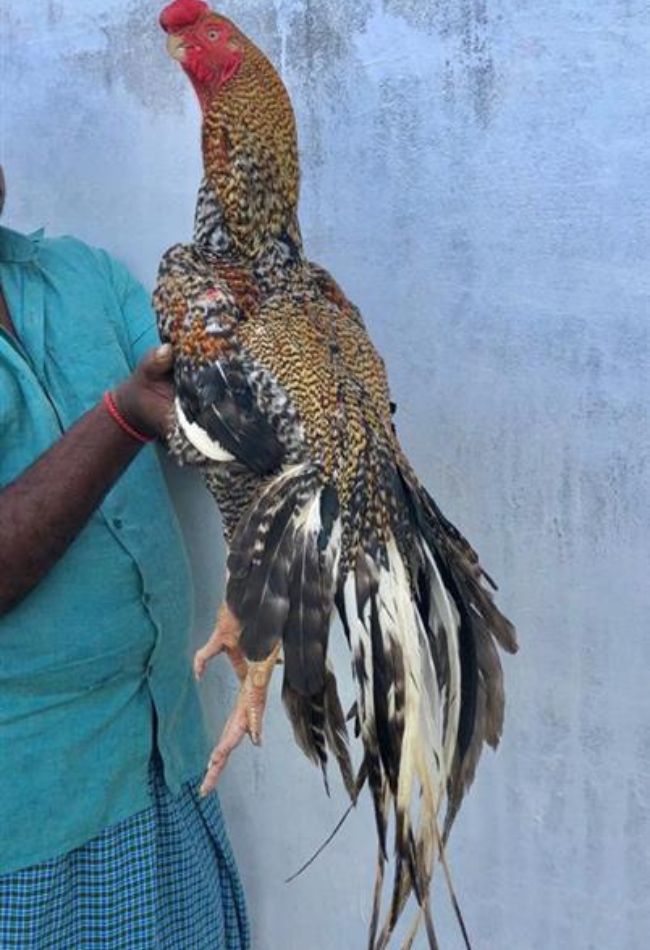 Parrot Beak Aseel: A Complete Guide to This Unique and Majestic Chicken ...