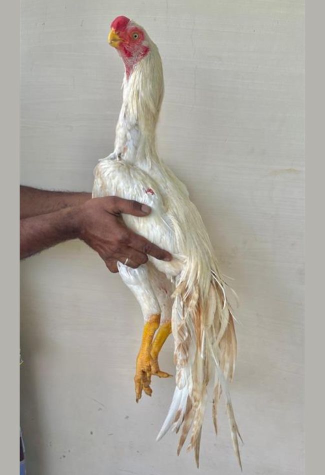 Parrot Beak Aseel: A Complete Guide to This Unique and Majestic Chicken ...