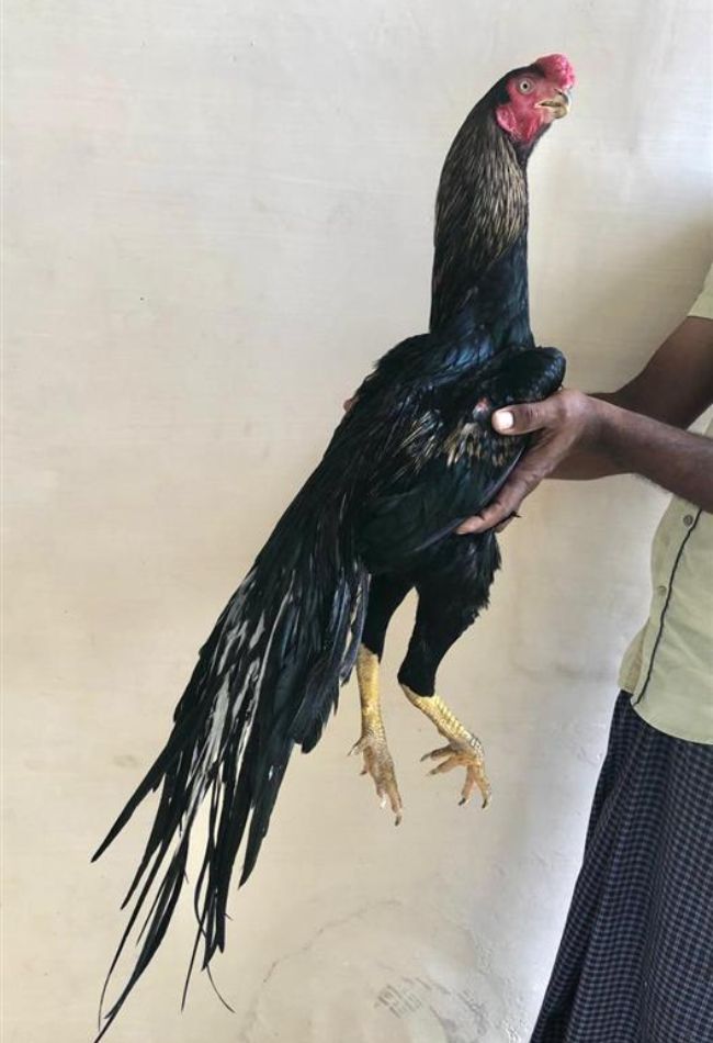 Parrot Beak Aseel: A Complete Guide to This Unique and Majestic Chicken ...