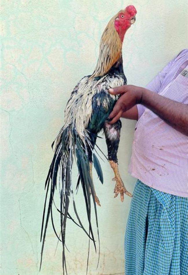 Parrot Beak Aseel: A Complete Guide to This Unique and Majestic Chicken ...