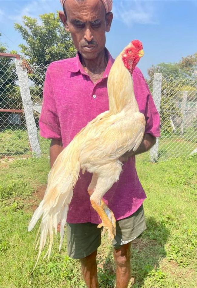 Parrot Beak Aseel: A Complete Guide to This Unique and Majestic Chicken ...