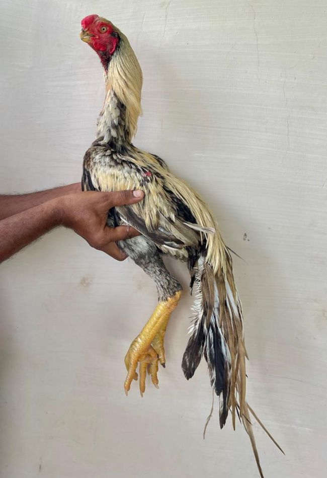 Parrot Beak Aseel: A Complete Guide to This Unique and Majestic Chicken ...