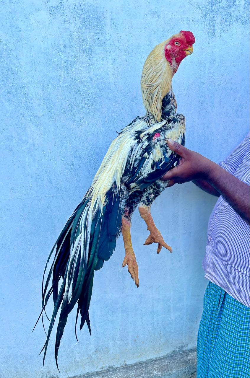 Parrot Beak Aseel: A Complete Guide to This Unique and Majestic Chicken ...