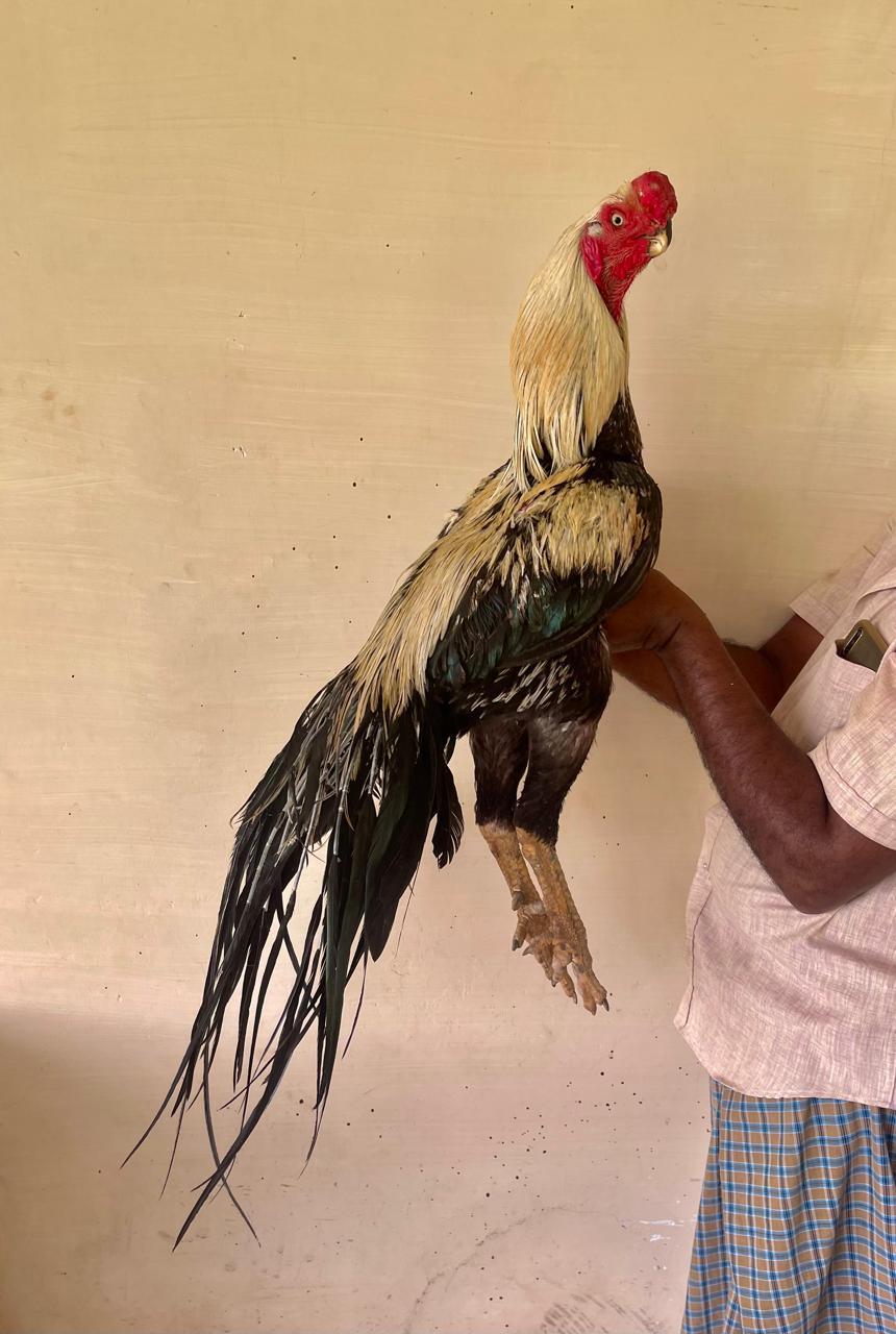 Parrot Beak Aseel: A Complete Guide to This Unique and Majestic Chicken ...