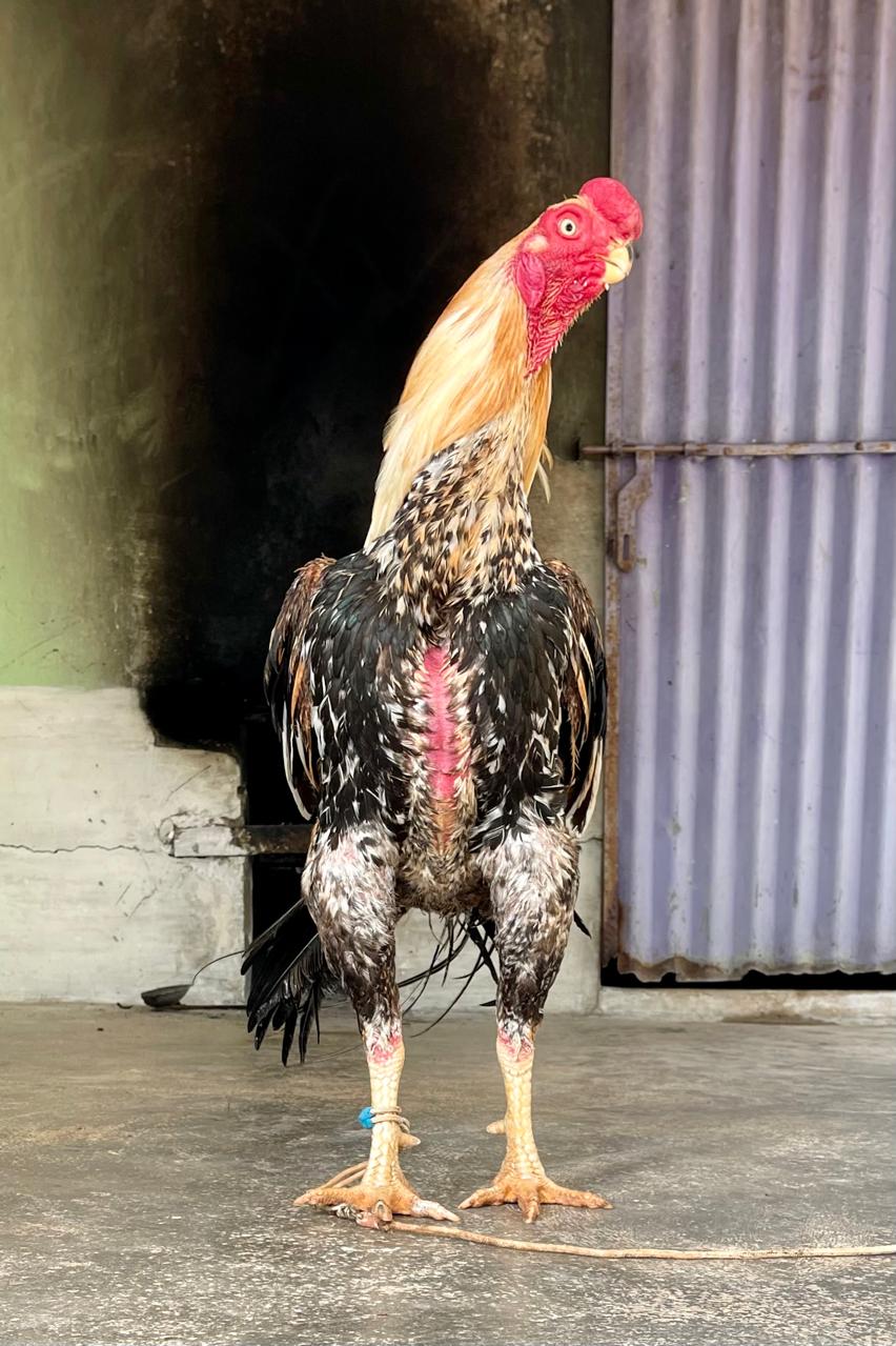 Parrot Beak Aseel: A Complete Guide to This Unique and Majestic Chicken ...