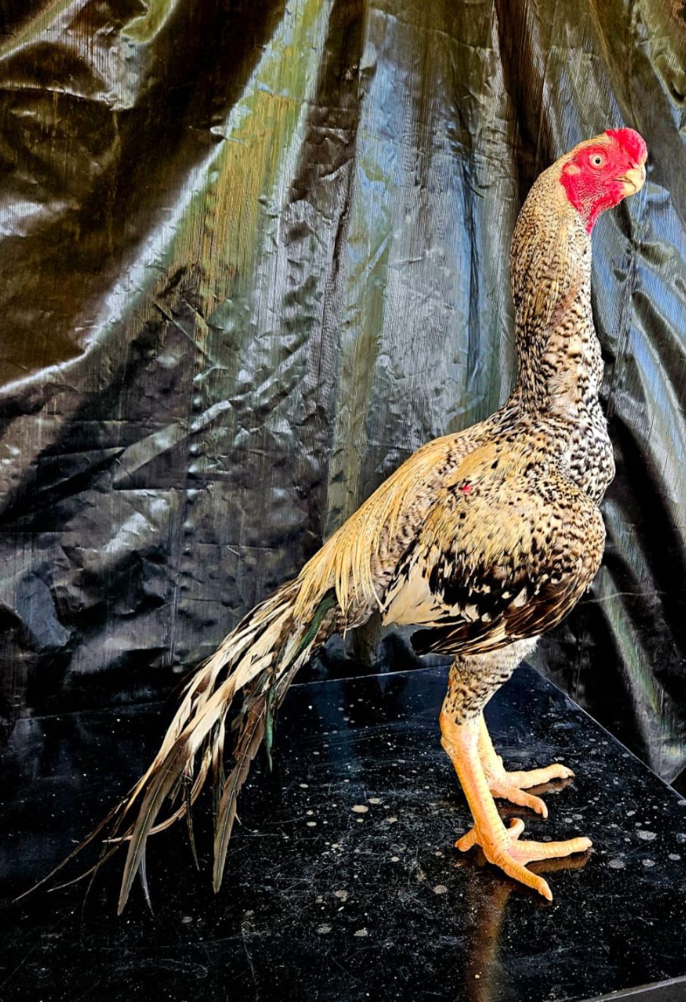Parrot Beak Aseel: A Complete Guide to This Unique and Majestic Chicken ...