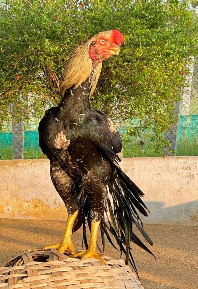 Parrot Beak Aseel: A Complete Guide to This Unique and Majestic Chicken ...