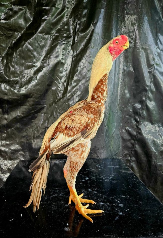 Parrot Beak Aseel: A Complete Guide to This Unique and Majestic Chicken ...