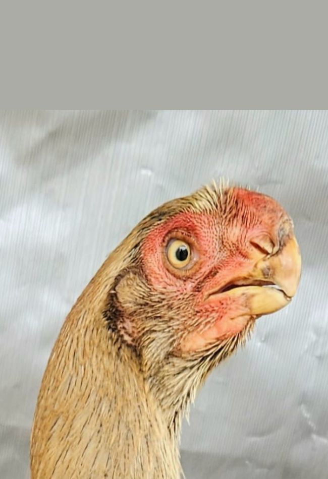Parrot Beak Aseel: A Complete Guide to This Unique and Majestic Chicken ...