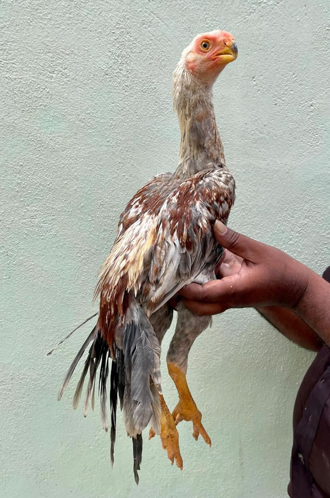 Parrot Beak Aseel: A Complete Guide to This Unique and Majestic Chicken ...