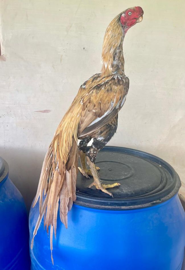 Parrot Beak Aseel: A Complete Guide to This Unique and Majestic Chicken ...