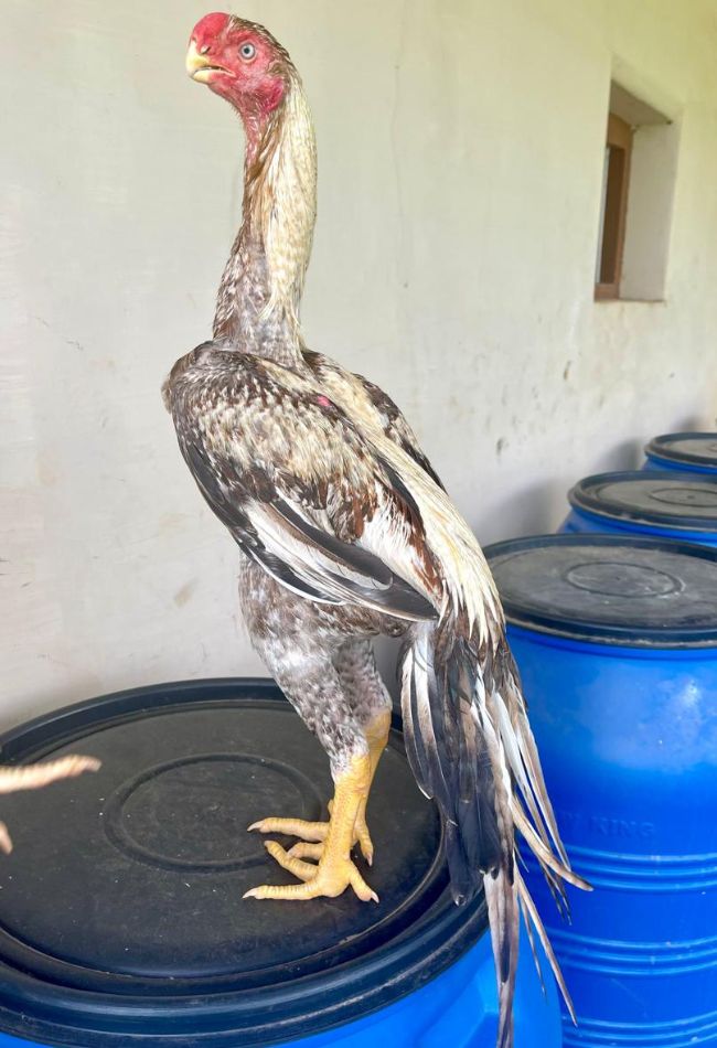 Parrot Beak Aseel: A Complete Guide to This Unique and Majestic Chicken ...