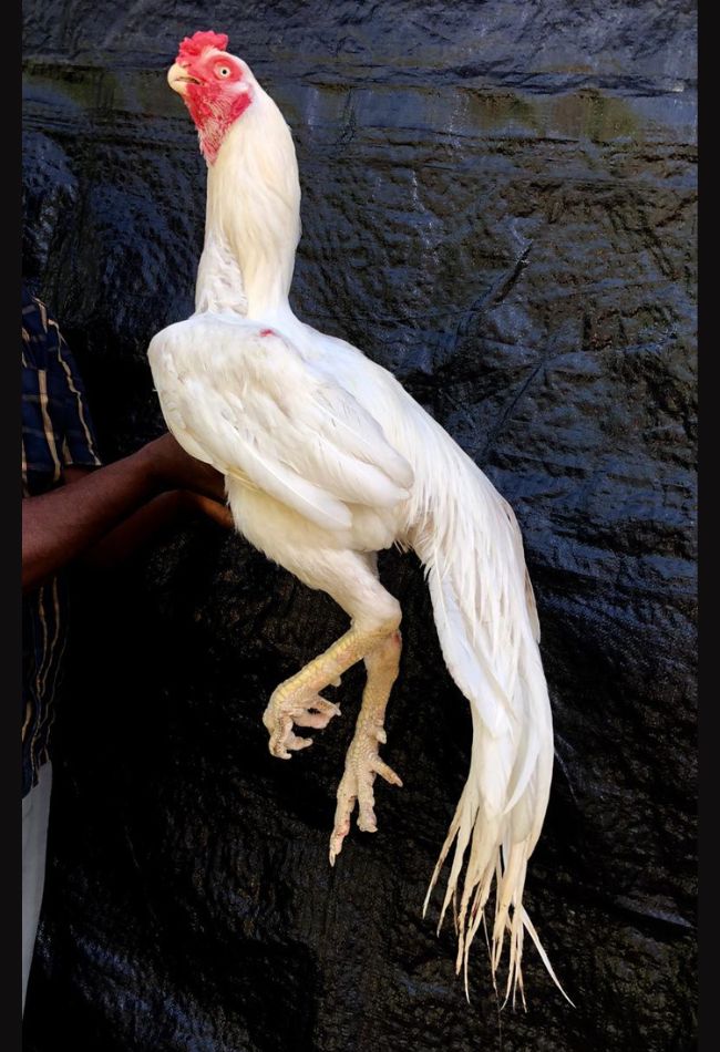 Parrot Beak Aseel: A Complete Guide to This Unique and Majestic Chicken ...