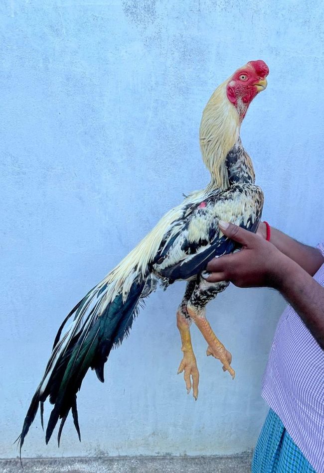 Parrot Beak Aseel: A Complete Guide to This Unique and Majestic Chicken ...