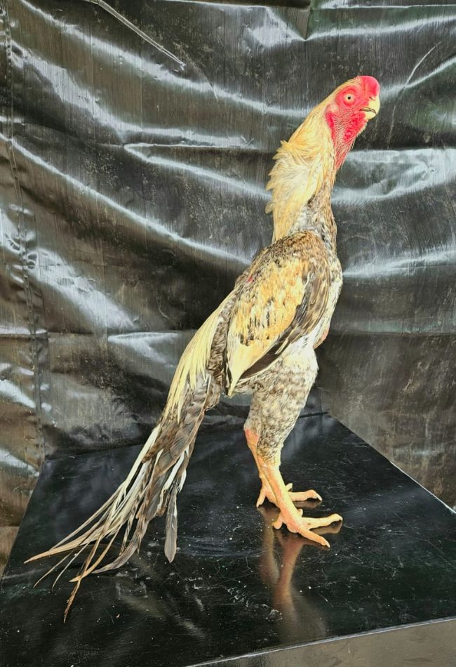 Parrot Beak Aseel: A Complete Guide to This Unique and Majestic Chicken ...
