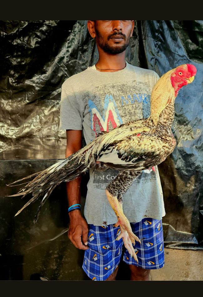 Parrot Beak Aseel: A Complete Guide to This Unique and Majestic Chicken ...