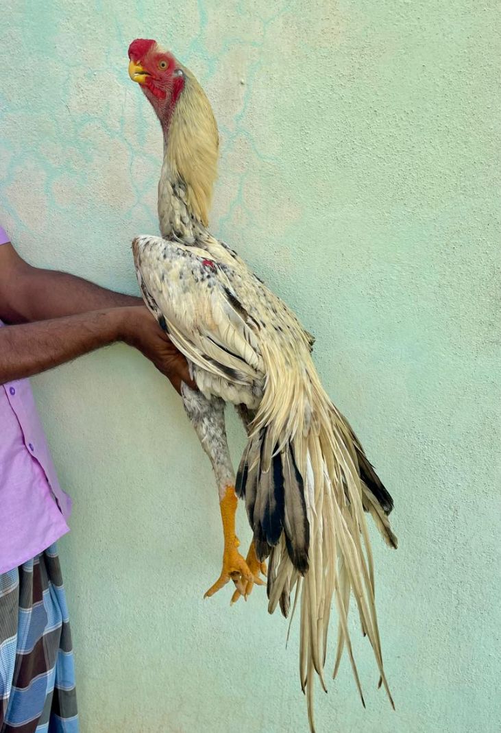 Parrot Beak Aseel: A Complete Guide to This Unique and Majestic Chicken ...