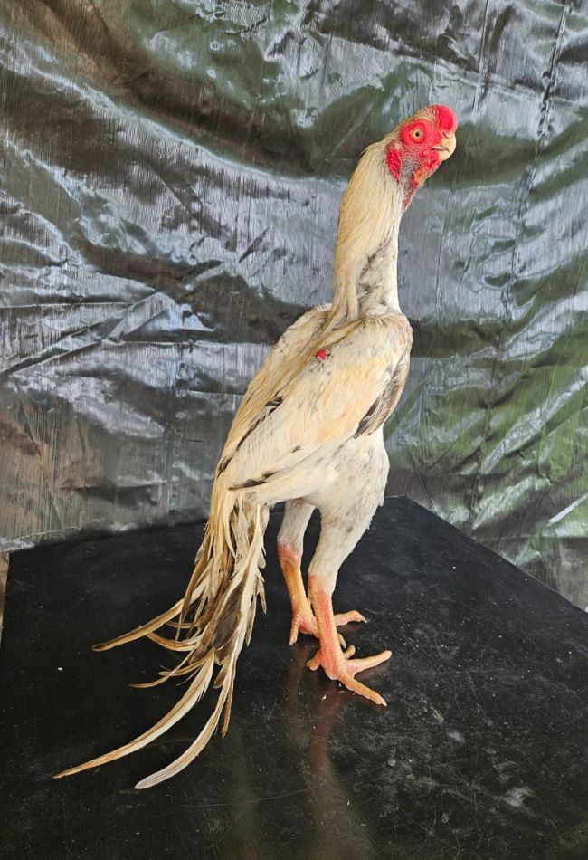 Parrot Beak Aseel: A Complete Guide to This Unique and Majestic Chicken ...