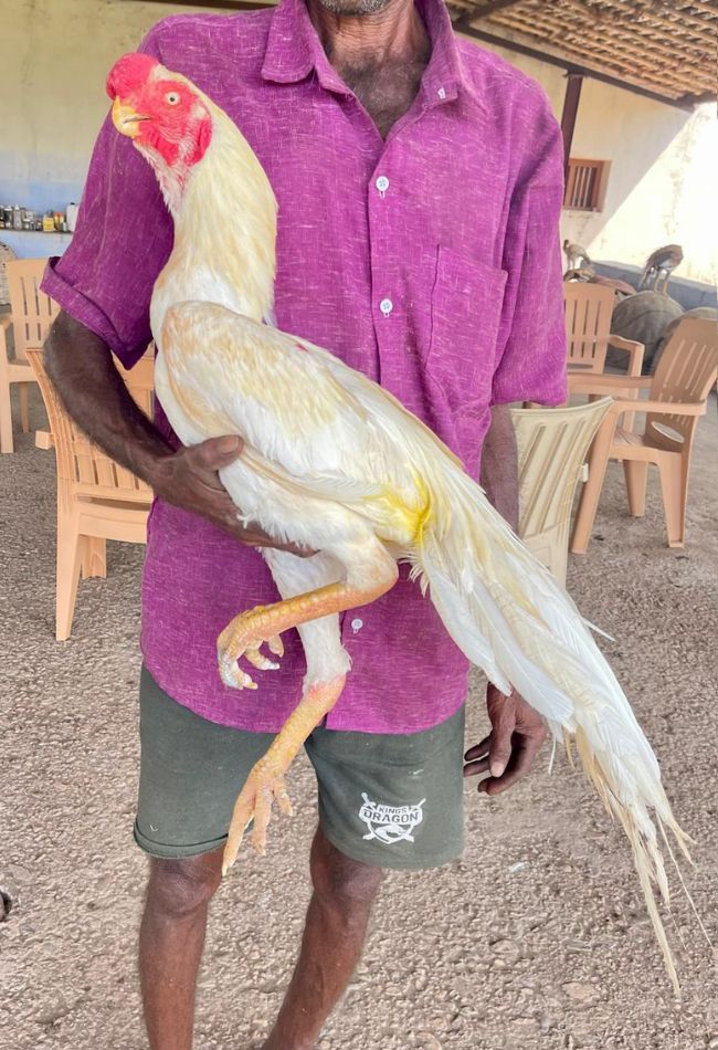 Parrot Beak Aseel: A Complete Guide to This Unique and Majestic Chicken ...