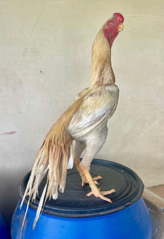 Parrot Beak Aseel: A Complete Guide to This Unique and Majestic Chicken ...