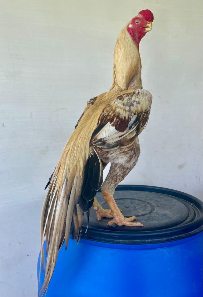 Parrot Beak Aseel: A Complete Guide to This Unique and Majestic Chicken ...