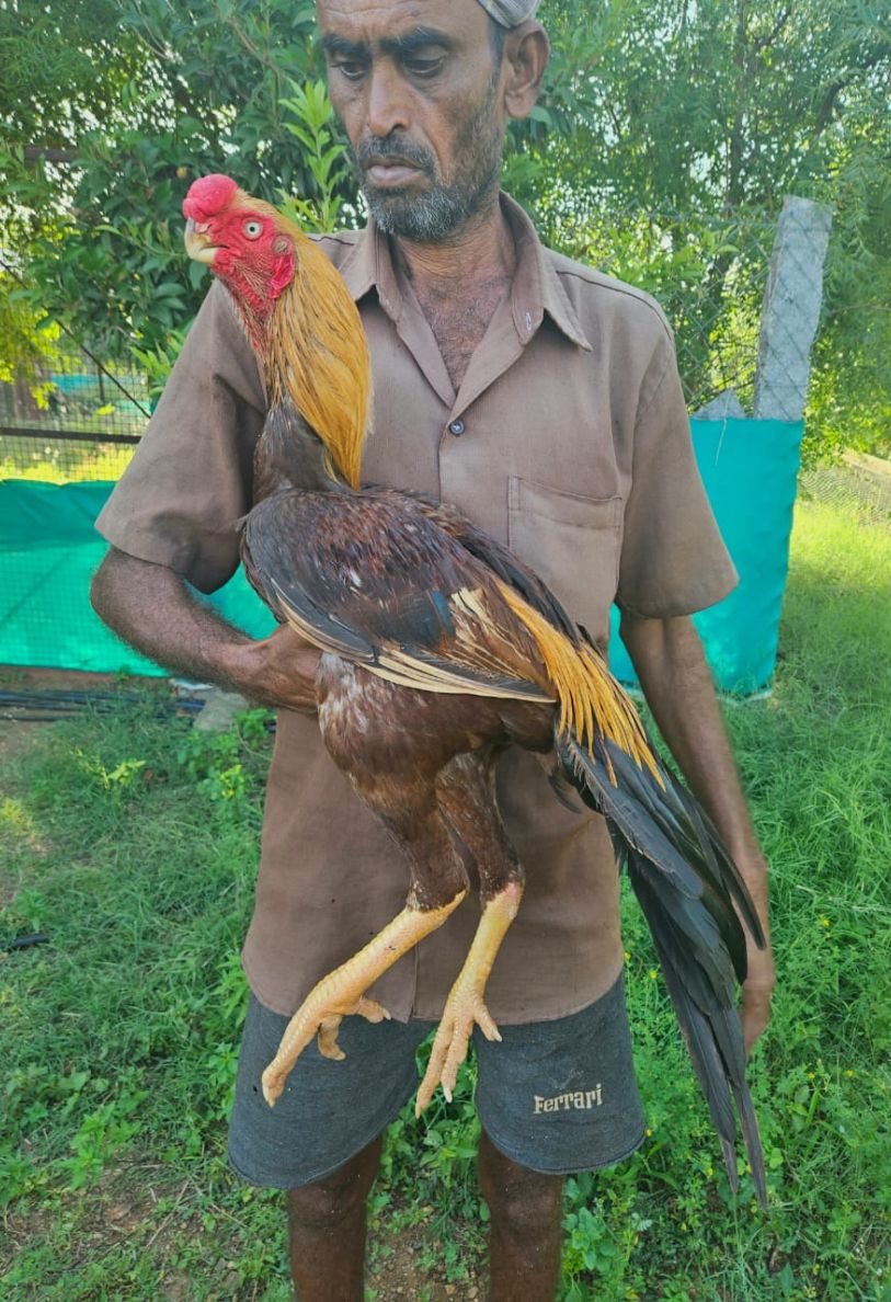 Parrot Beak Aseel: A Complete Guide to This Unique and Majestic Chicken ...