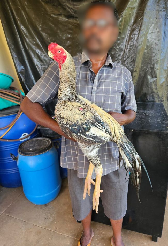 Parrot Beak Aseel: A Complete Guide to This Unique and Majestic Chicken ...