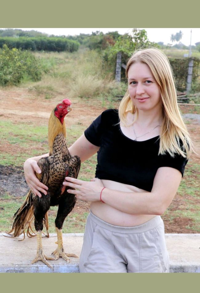 Parrot Beak Aseel: A Complete Guide to This Unique and Majestic Chicken ...