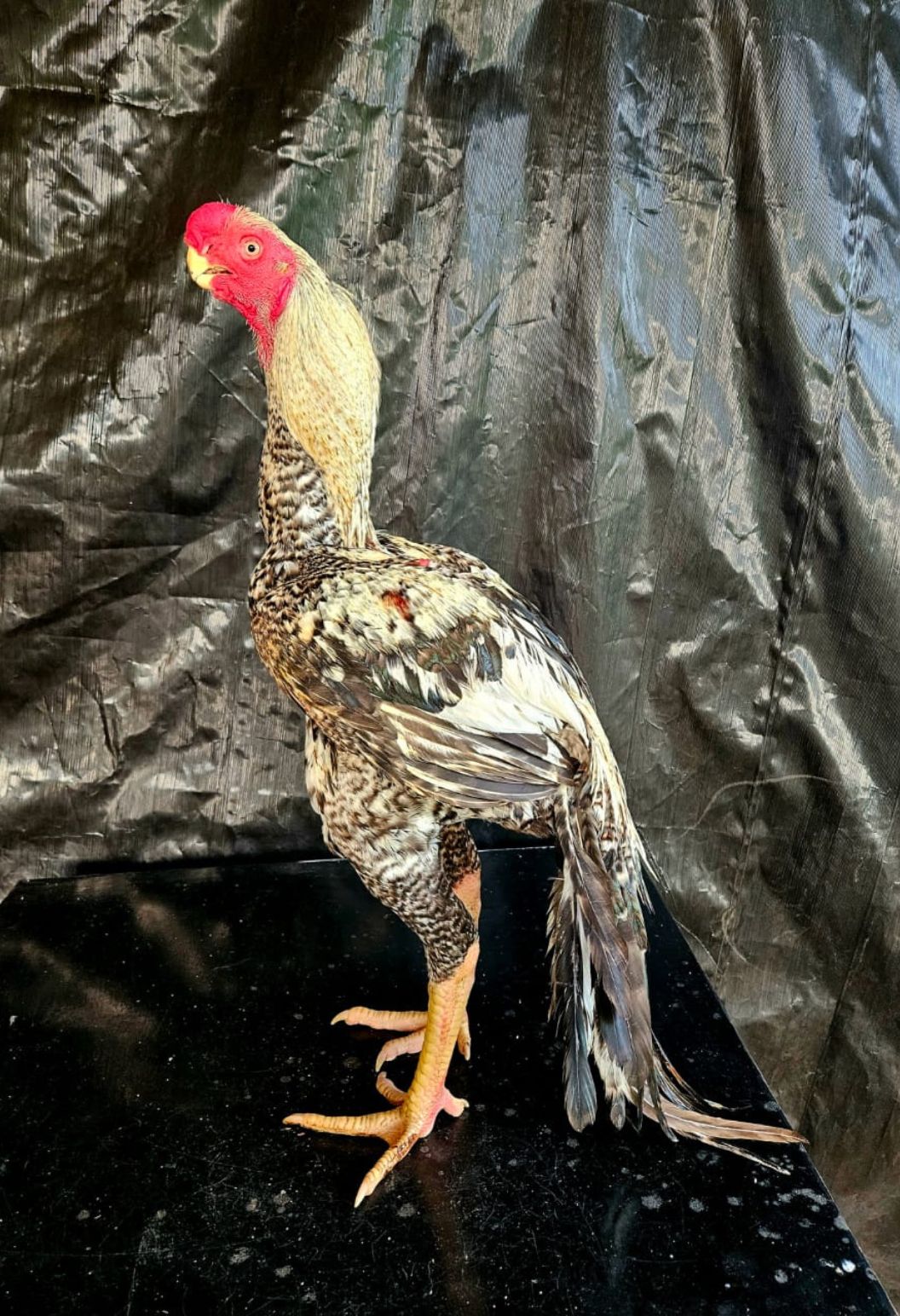 Parrot Beak Aseel: A Complete Guide to This Unique and Majestic Chicken ...